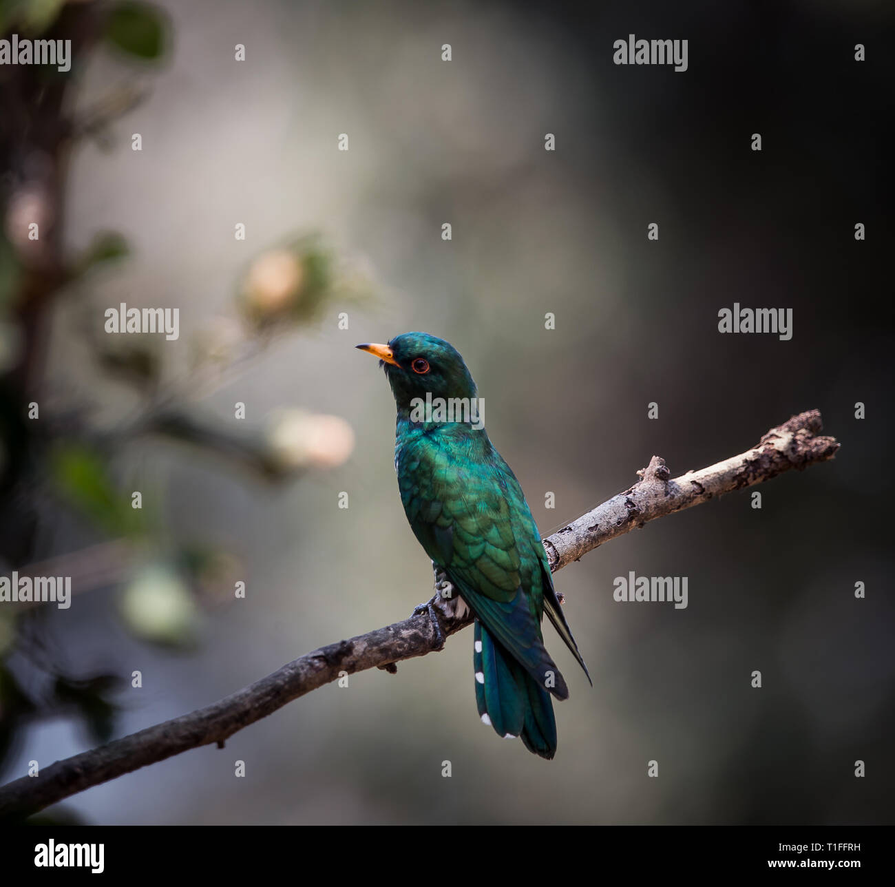Asian Emerald Cuckoo (Chrysococcyx maculatus) General black mouth. The ...