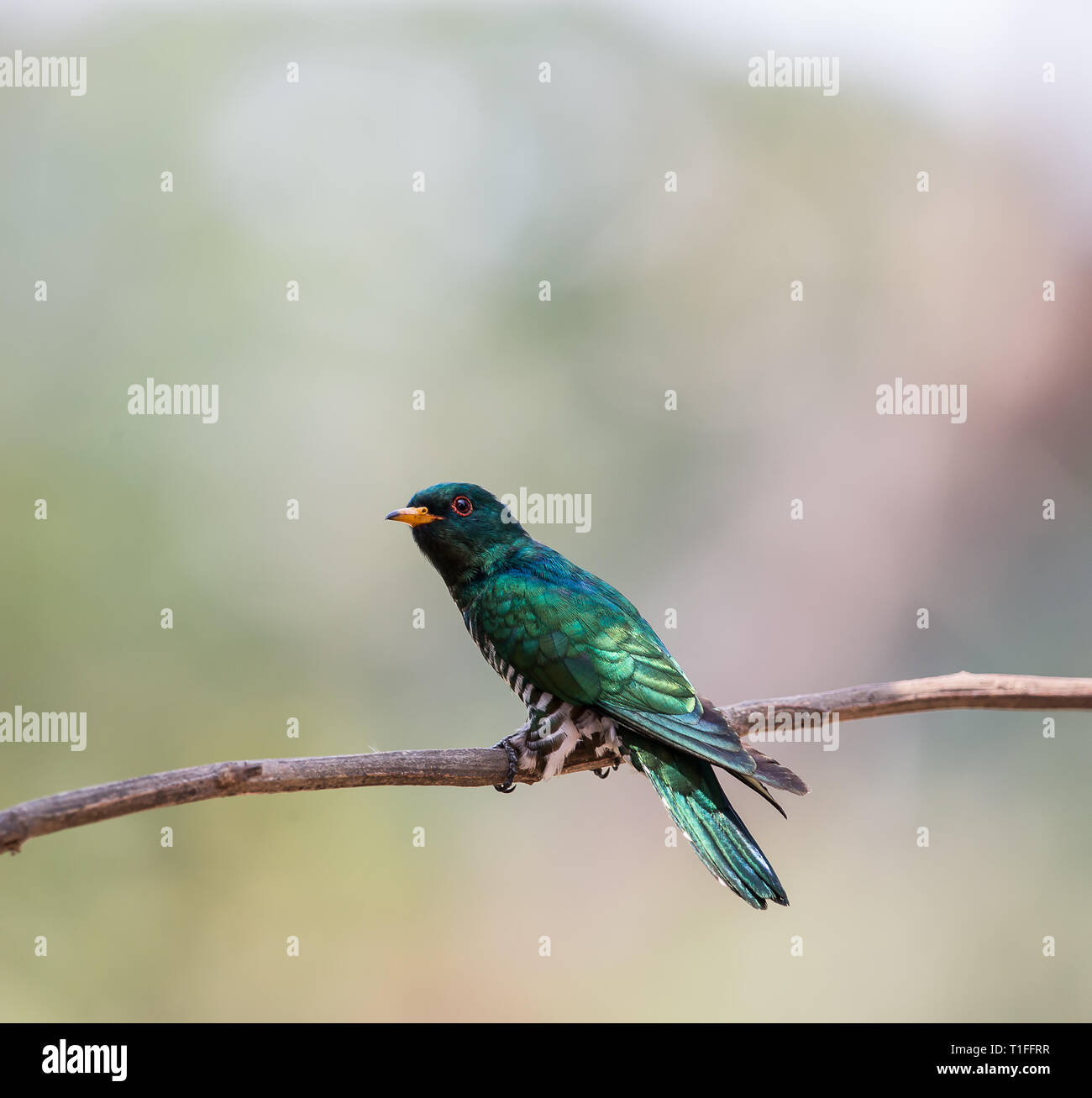 Asian Emerald Cuckoo (Chrysococcyx maculatus Stock Photo - Alamy