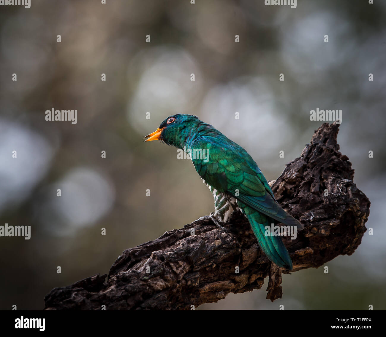 Asian Emerald Cuckoo (Chrysococcyx maculatus) General black mouth. The ...