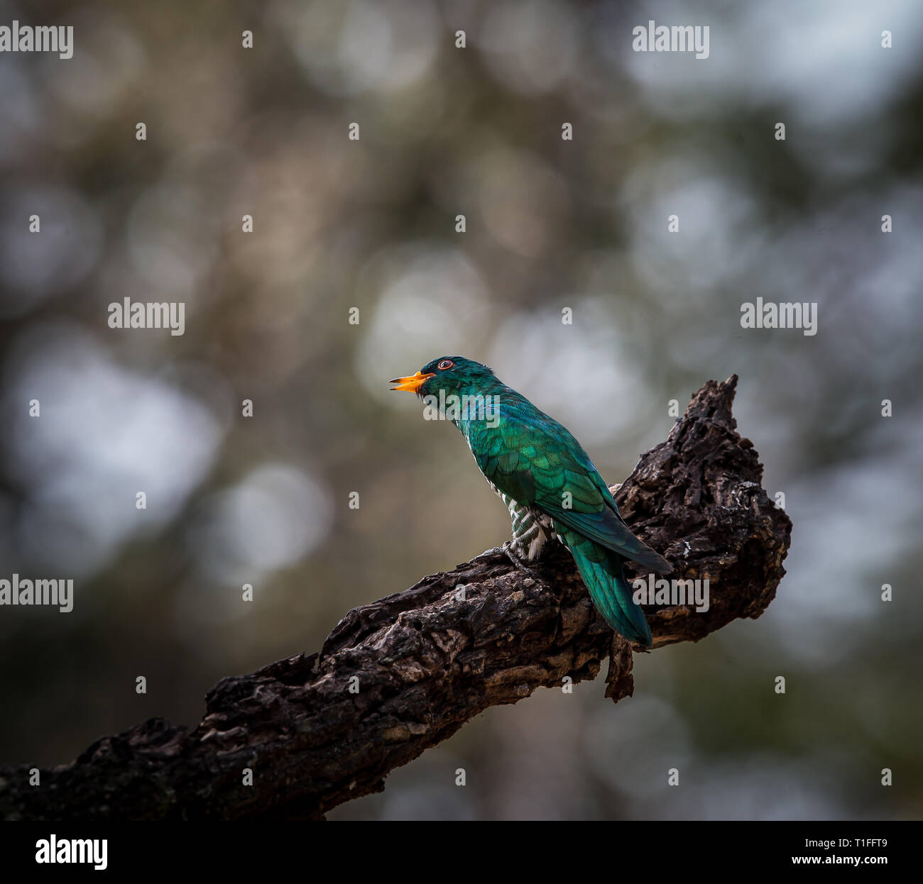 Asian Emerald Cuckoo (Chrysococcyx maculatus Stock Photo - Alamy