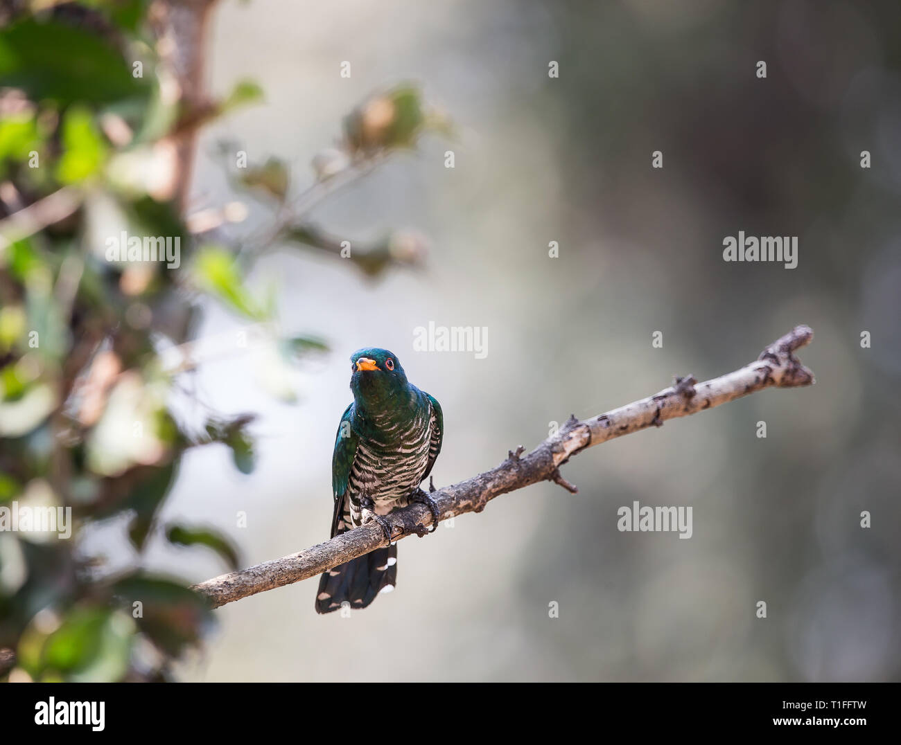 Asian Emerald Cuckoo (Chrysococcyx maculatus Stock Photo - Alamy
