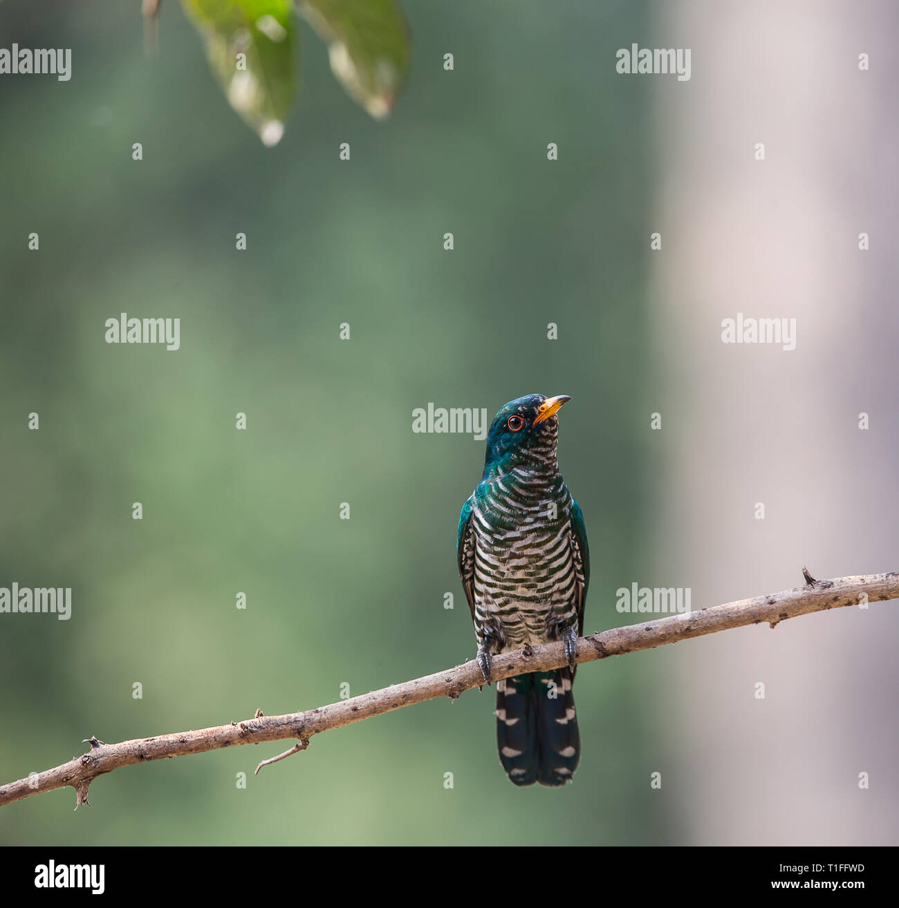 Asian Emerald Cuckoo (Chrysococcyx maculatus Stock Photo - Alamy