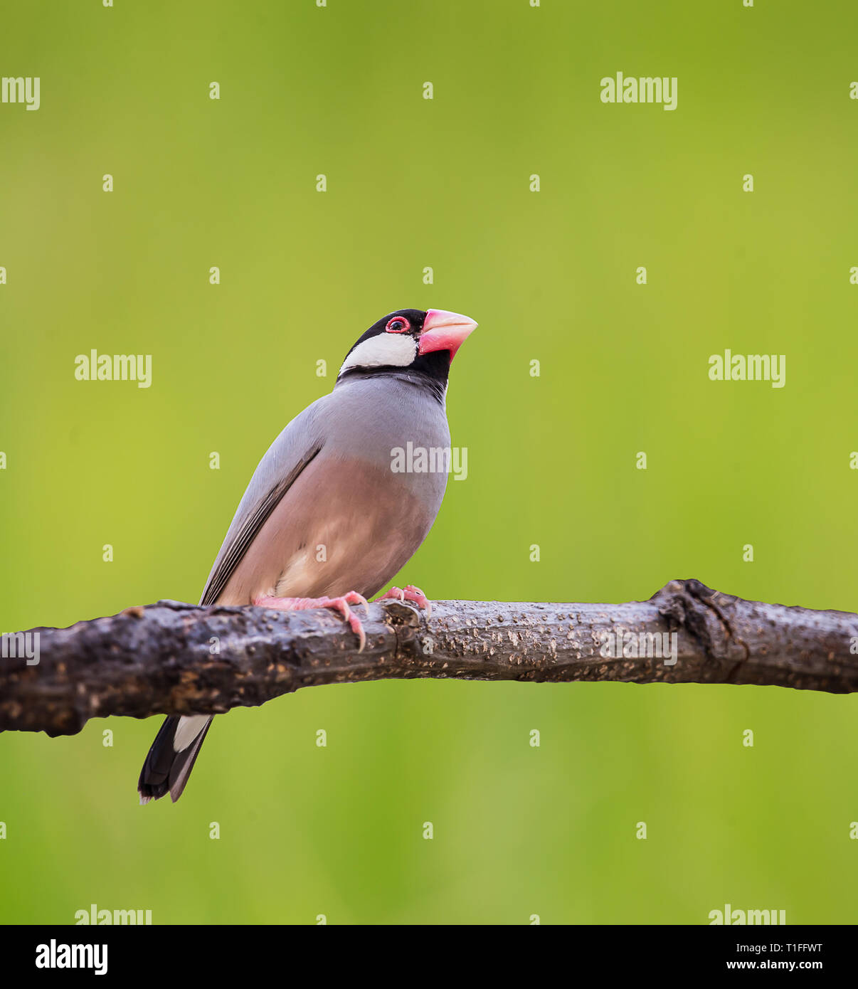 Java sparrow, Java finch (Lonchura oryzivora) The length of the mouth ...