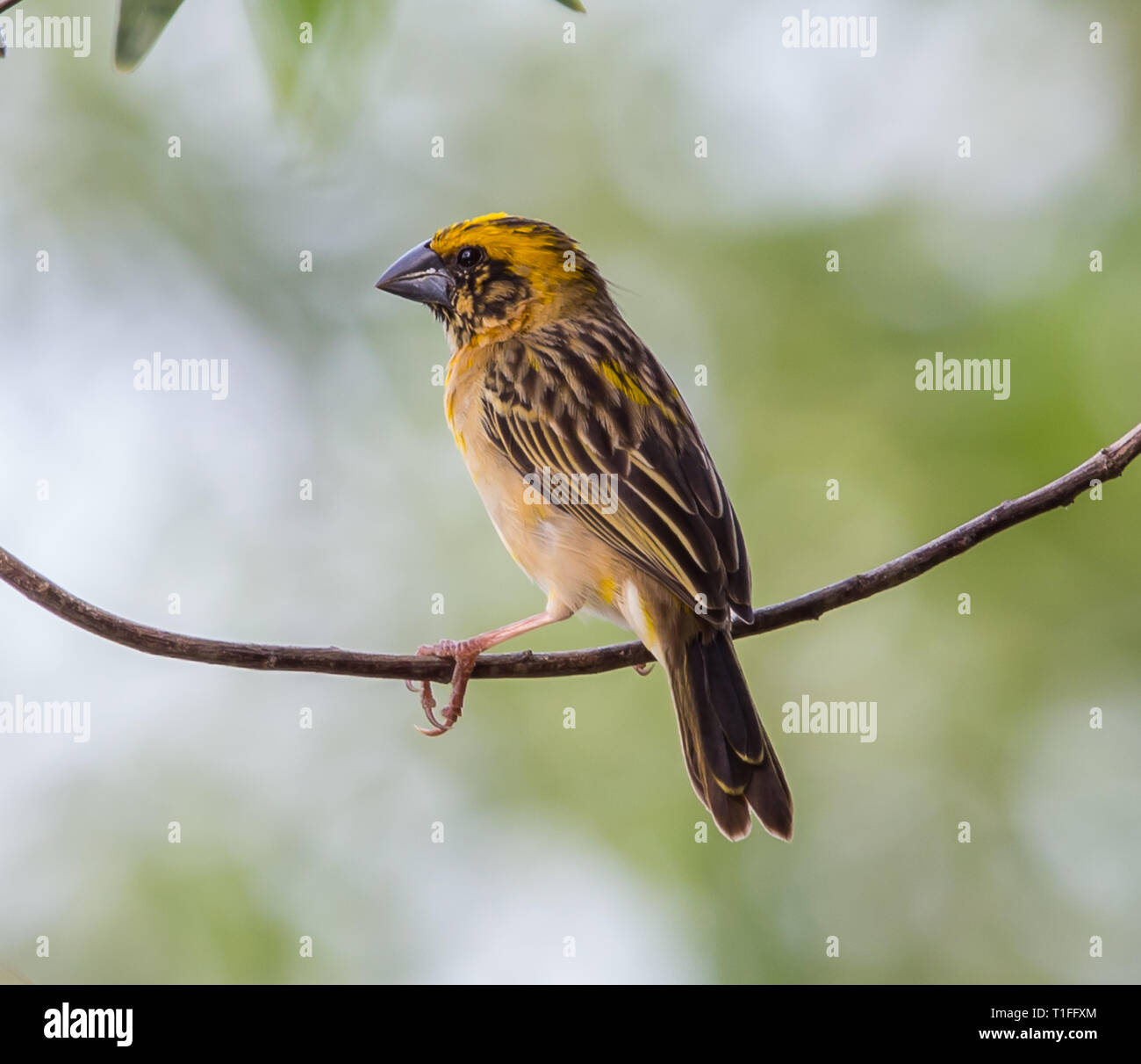 Small grains hi-res stock photography and images - Alamy