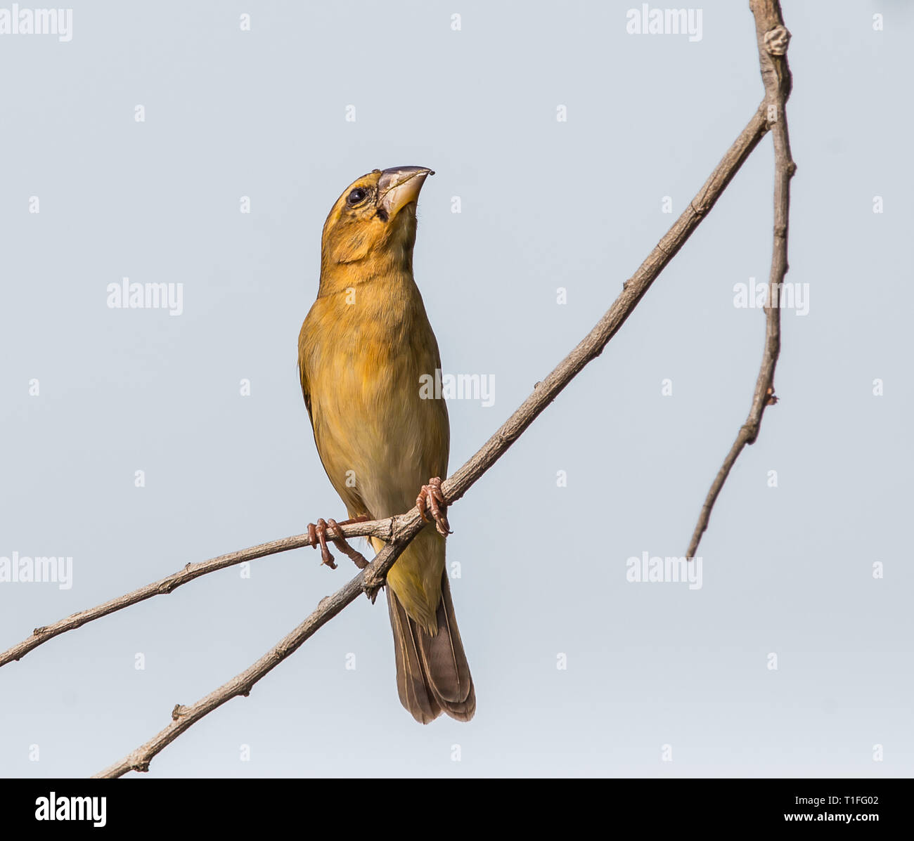 Weaver Bird is a bird eating small grains. The body is like a sparrow ...