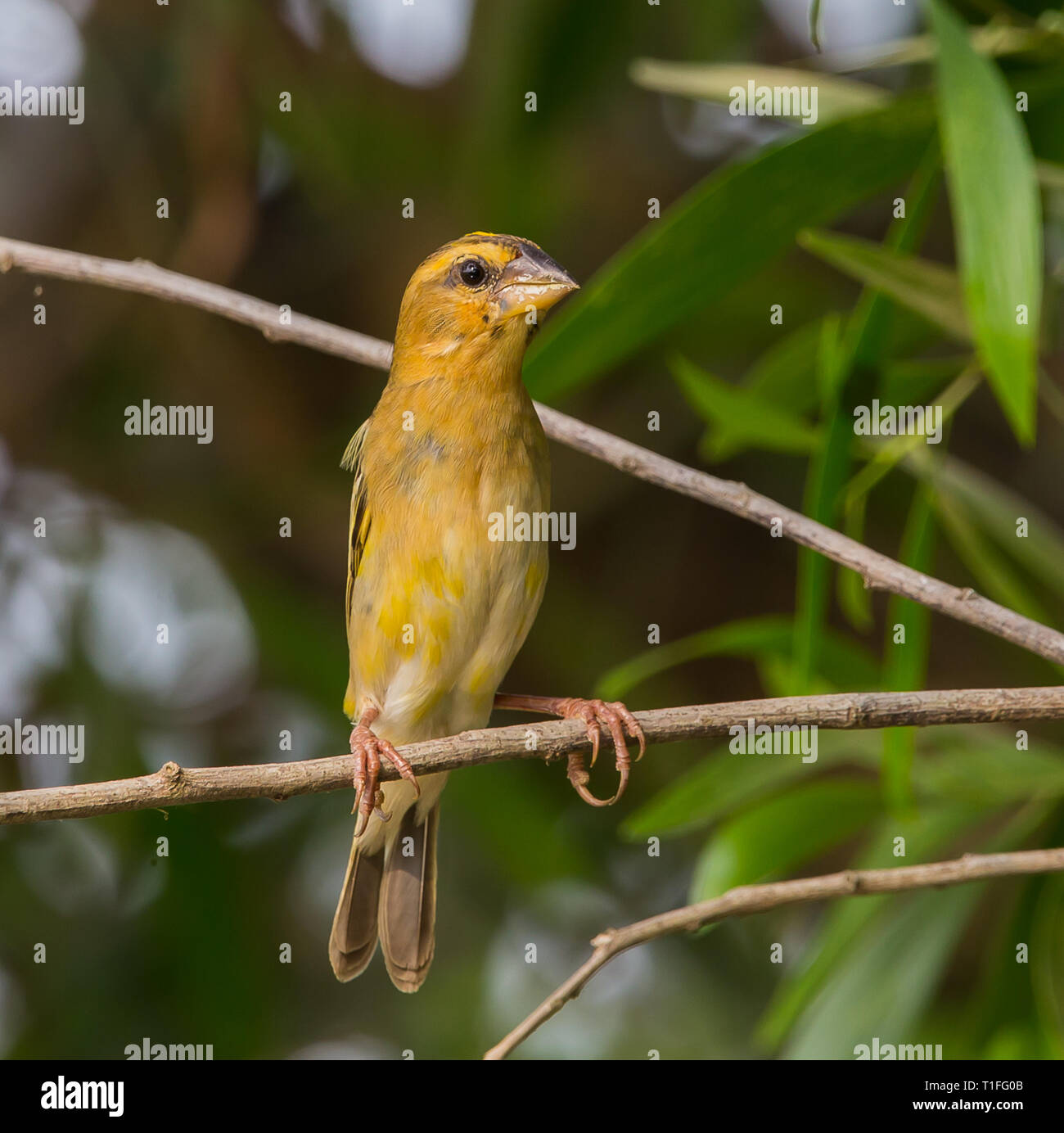 Weaver Bird is a bird eating small grains. The body is like a sparrow ...