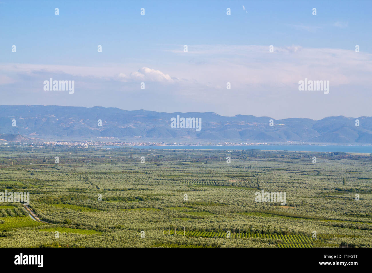 Iznik Lake and Iznik, Bursa, Turkey, Olive trees farms Stock Photo - Alamy