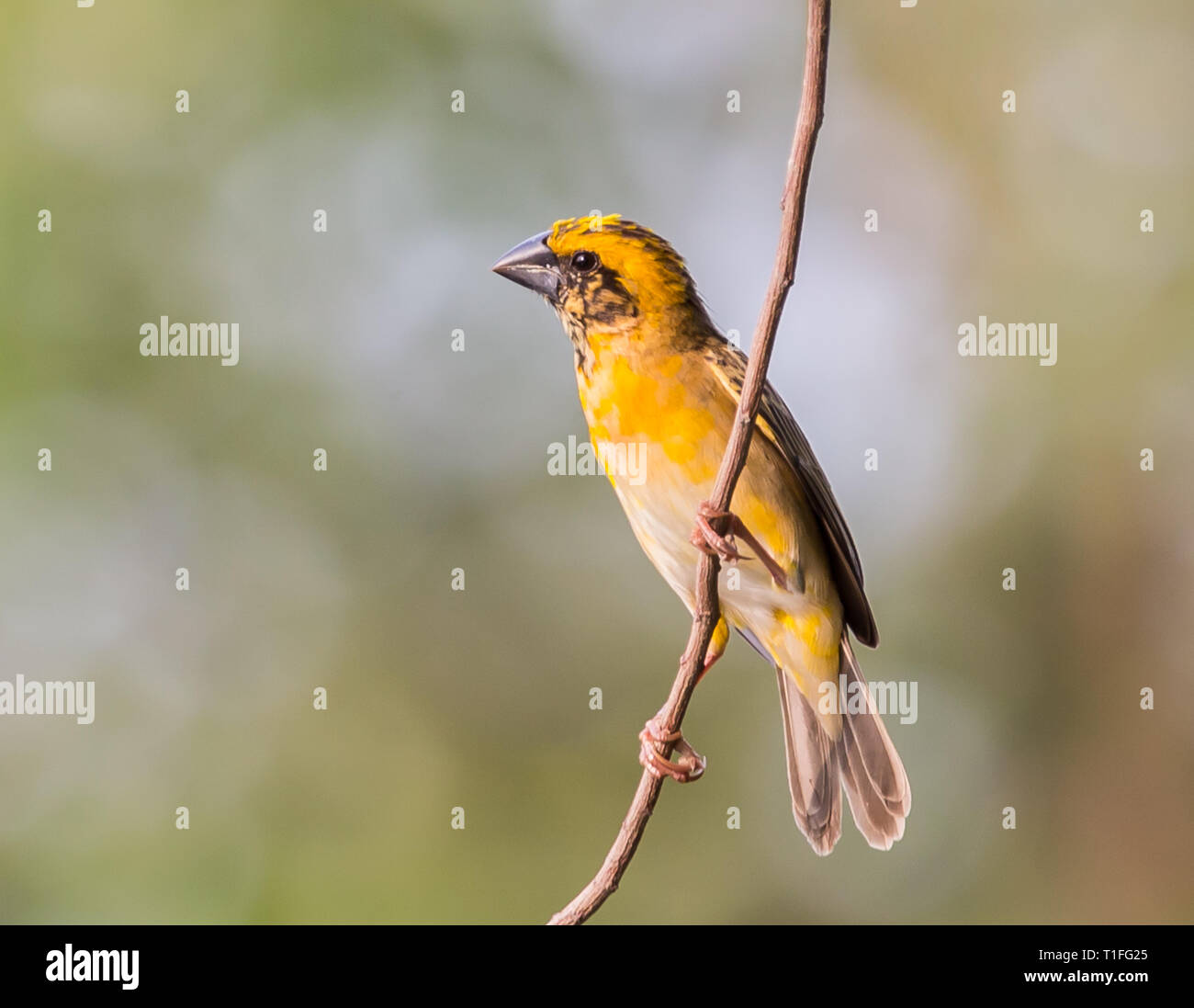 Sparrow like body hi-res stock photography and images - Alamy