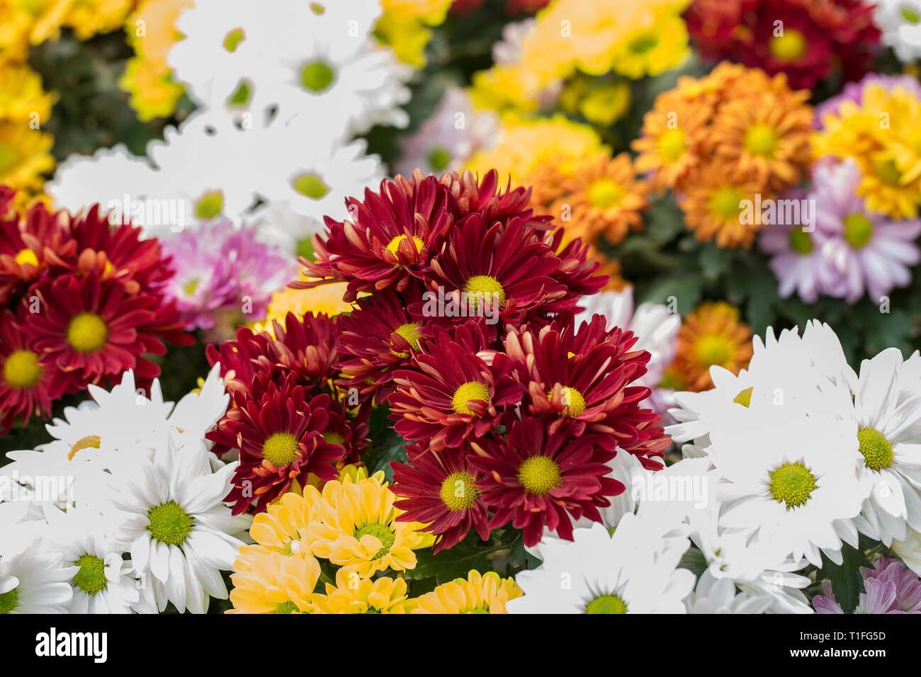 Red chrysanthemum in the graden Stock Photo - Alamy