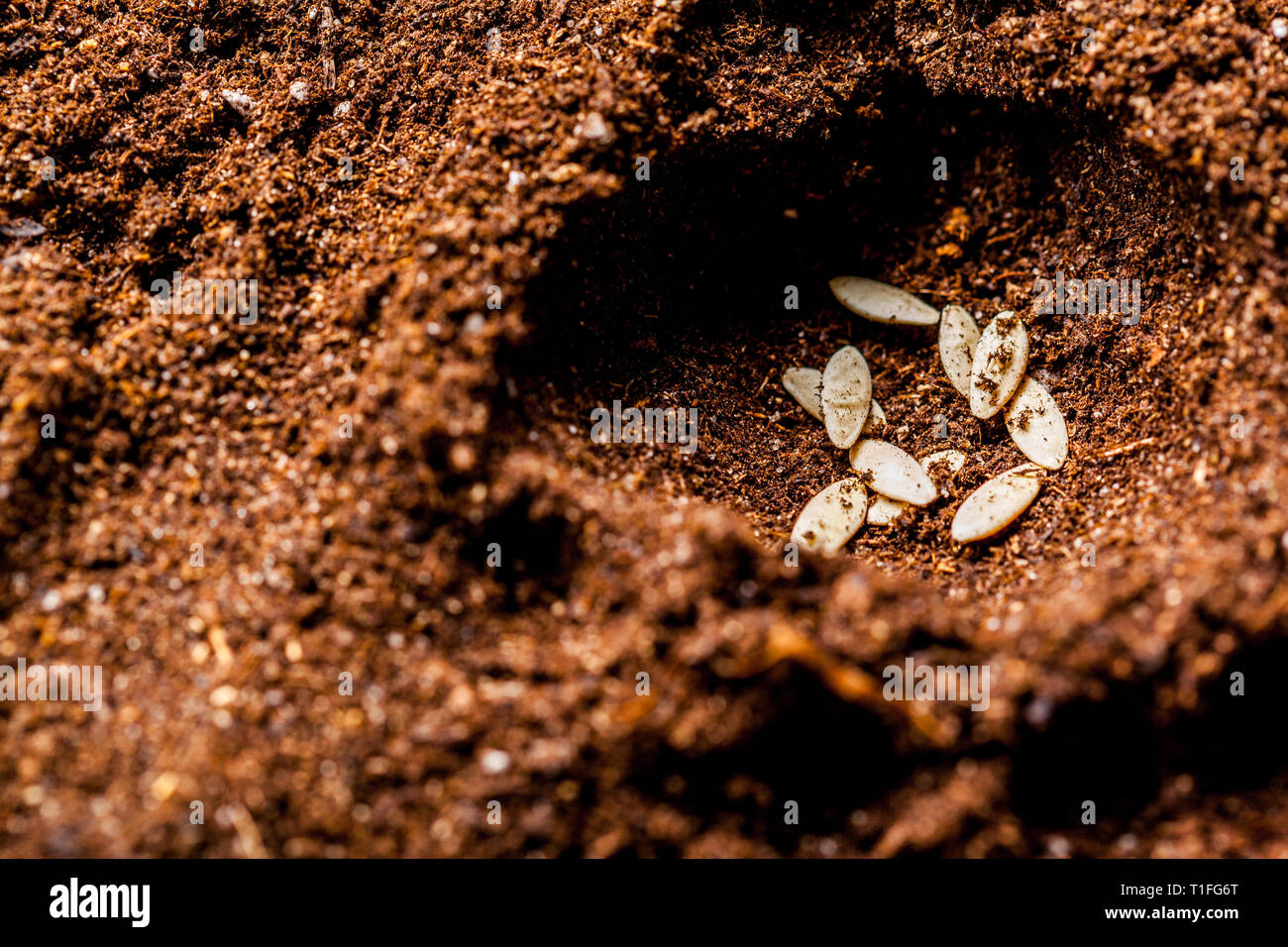 seeds in the ground Stock Photo - Alamy