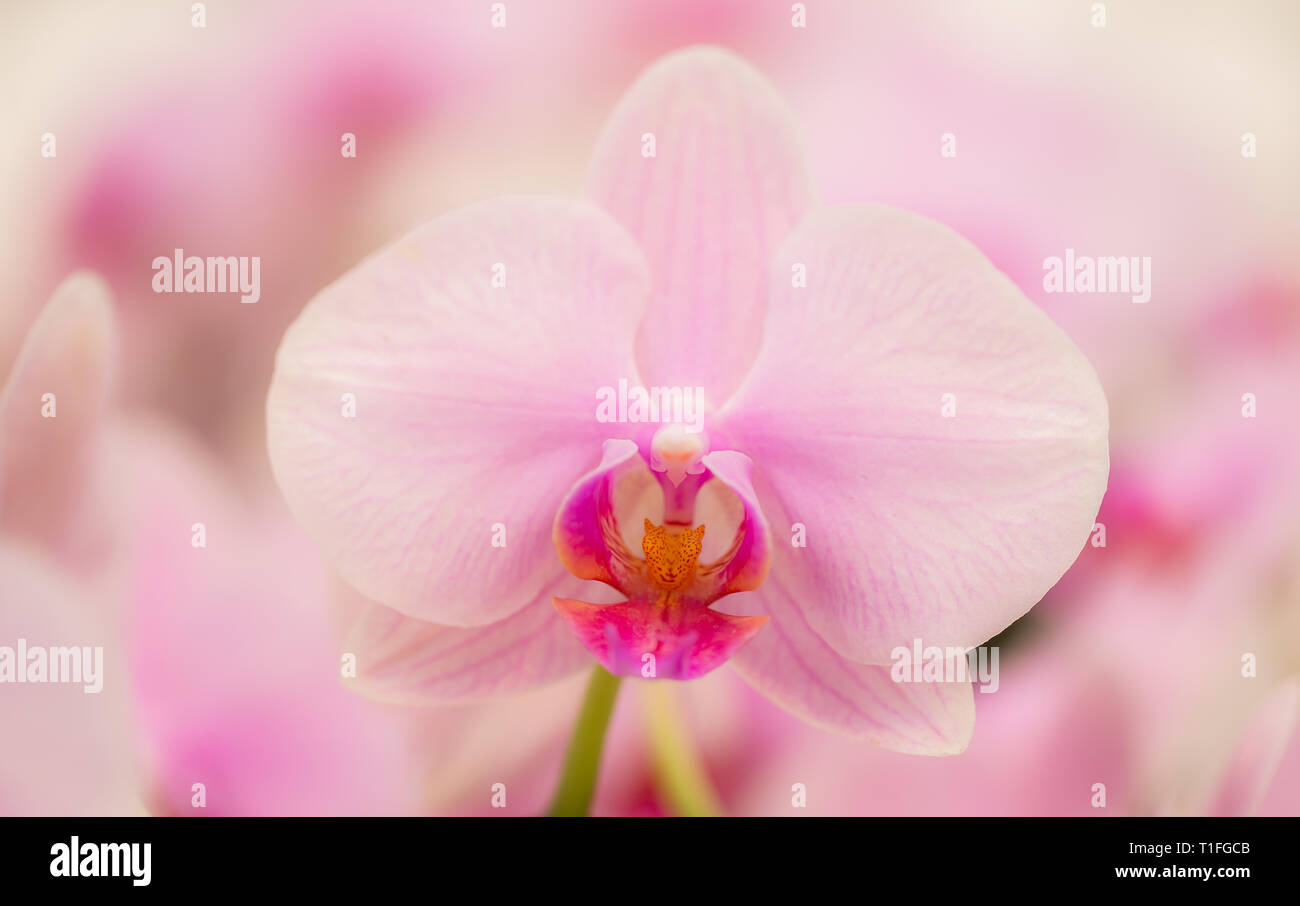 Pink orchid in the garden Stock Photo - Alamy