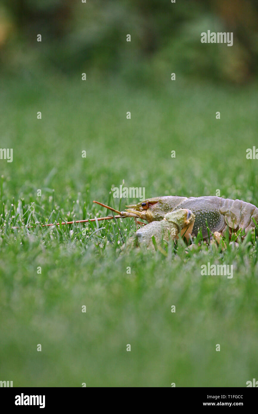 River cancer in grass Stock Photo - Alamy