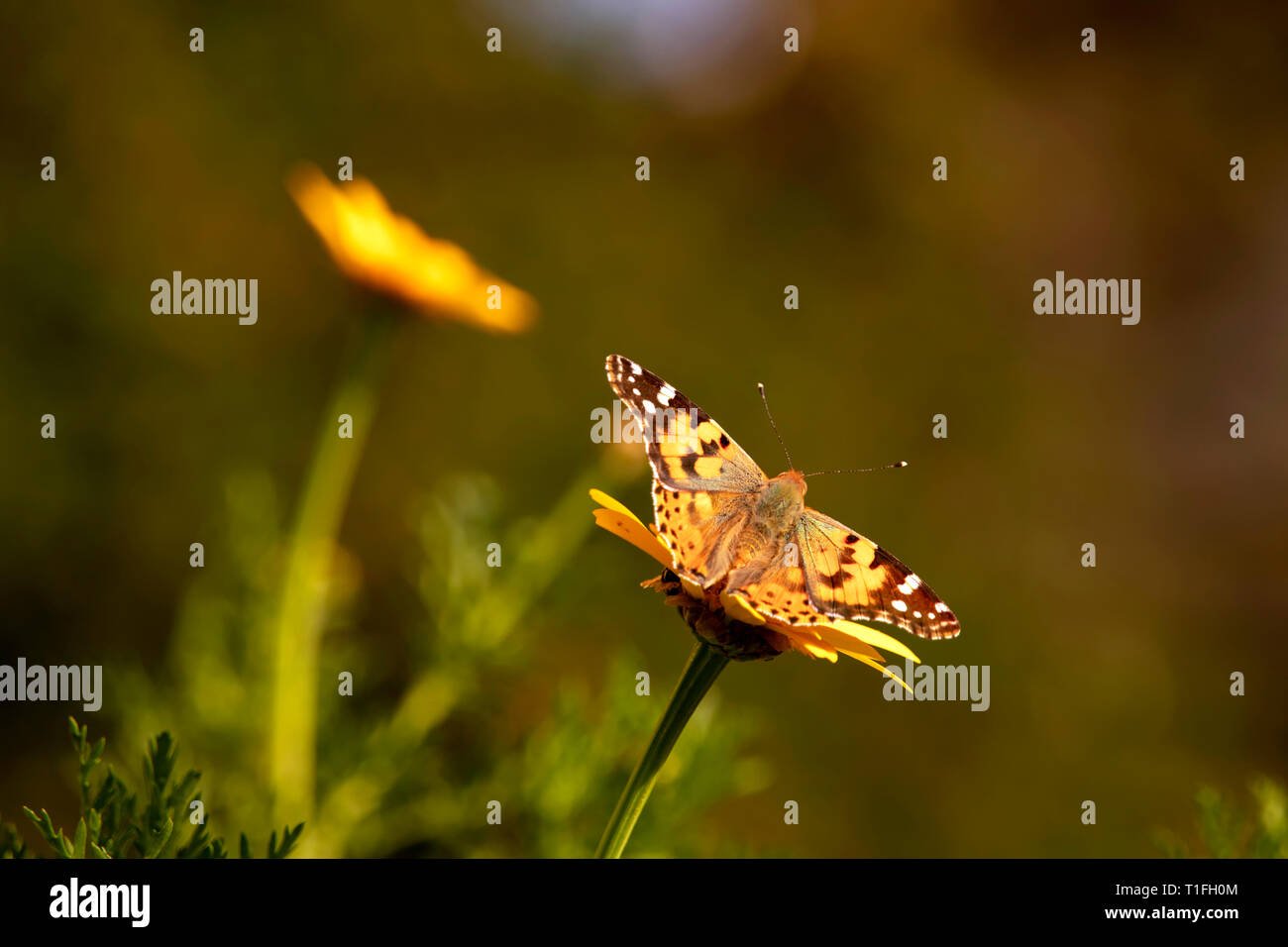 Butterfly Vanessa cardui sitting on a flower of yellow wild ...