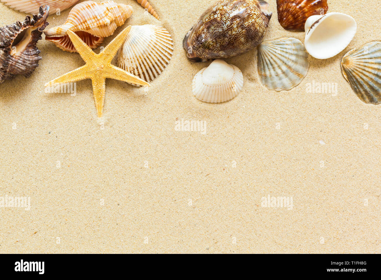 Seashells on the beach sand Stock Photo - Alamy