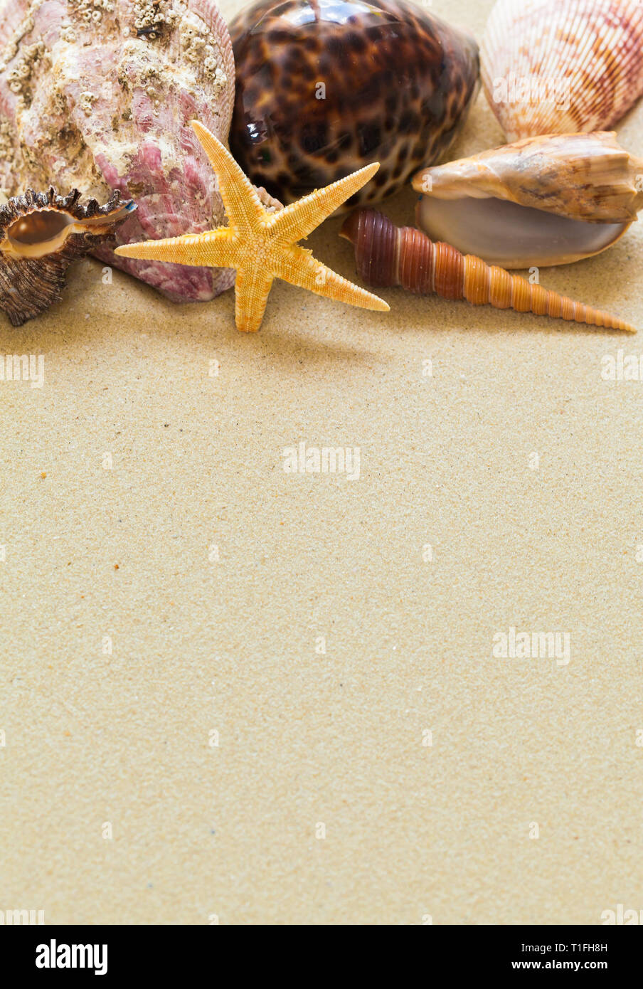 Seashells on the beach sand Stock Photo - Alamy
