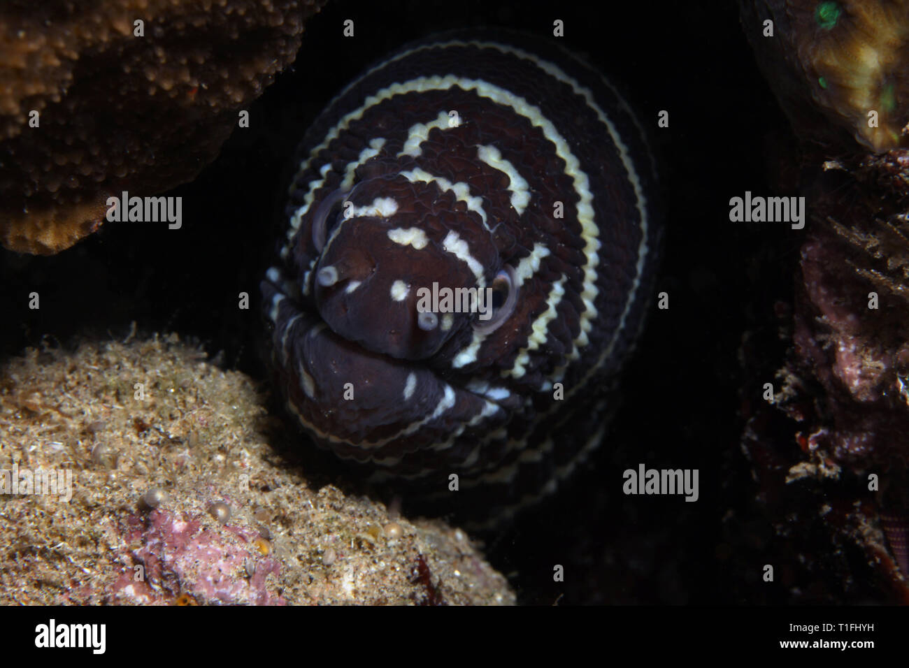 Zebra moray hi-res stock photography and images - Alamy