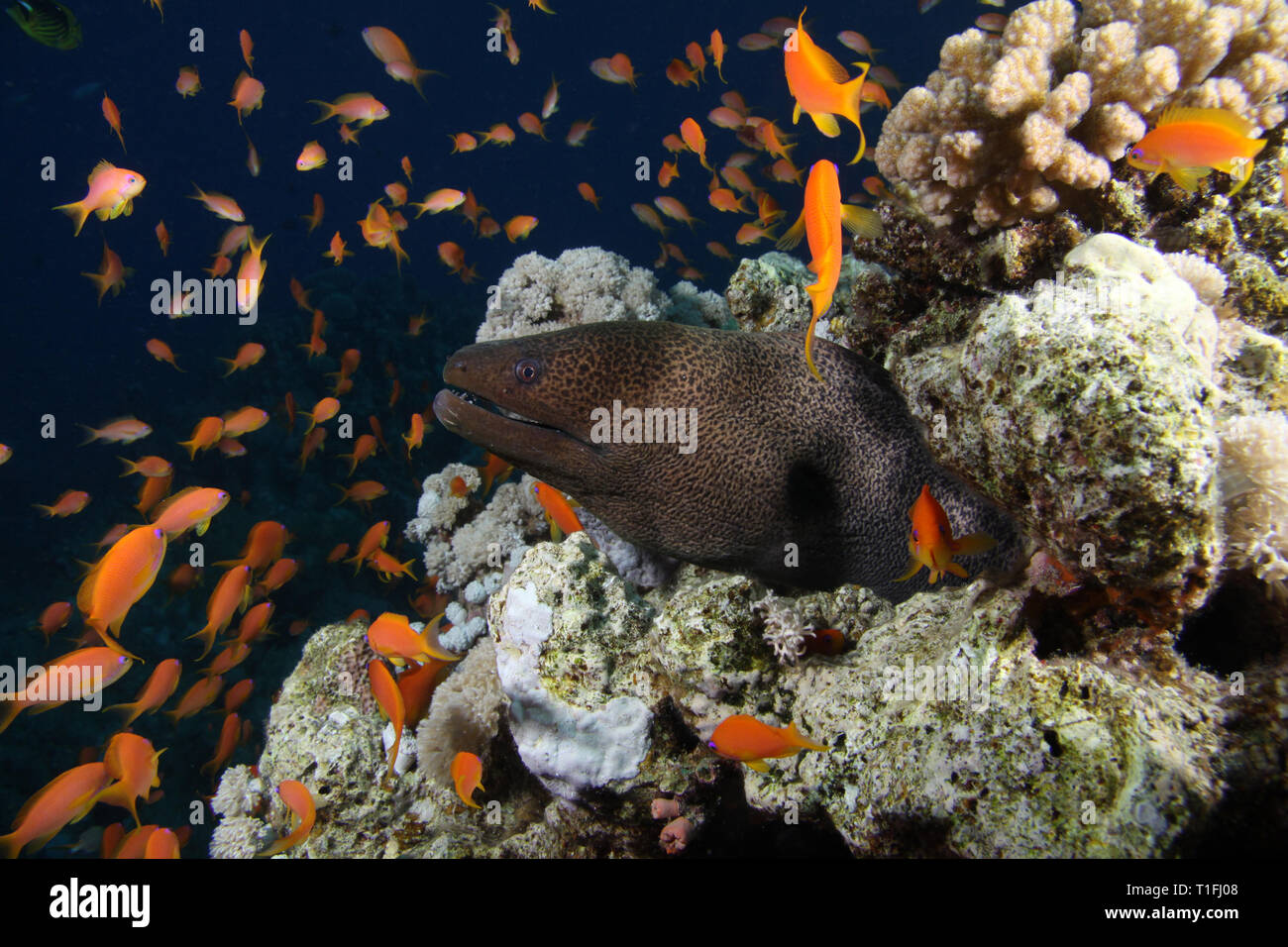 Moray eels red sea hi-res stock photography and images - Alamy