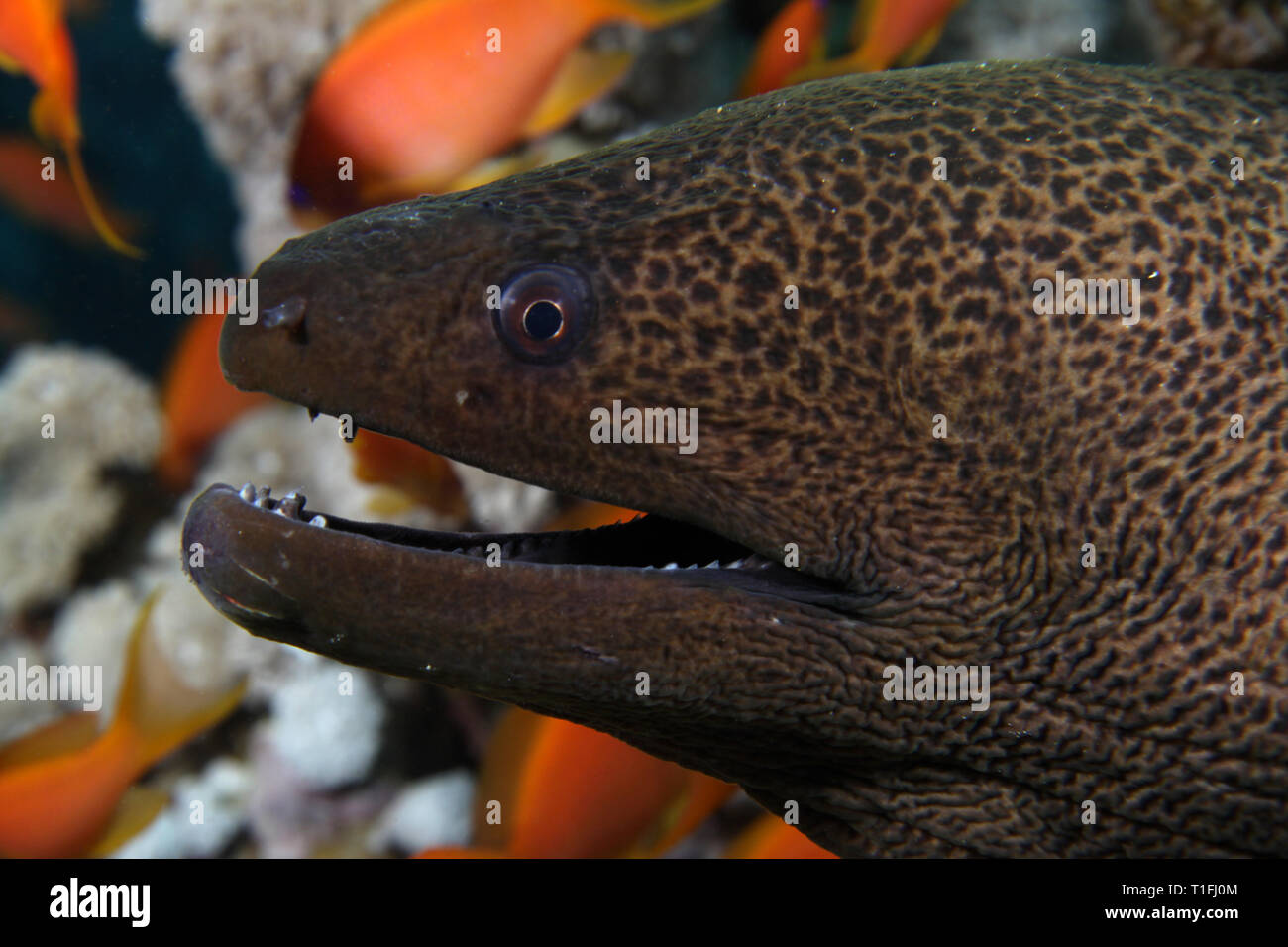 Moray eels red sea hi-res stock photography and images - Alamy