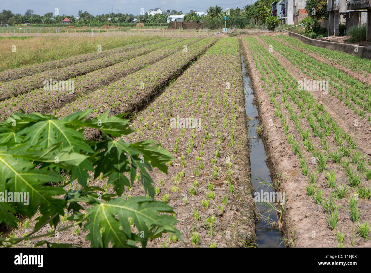 Irrigated farm fiels in Vietnam Stock Photo - Alamy