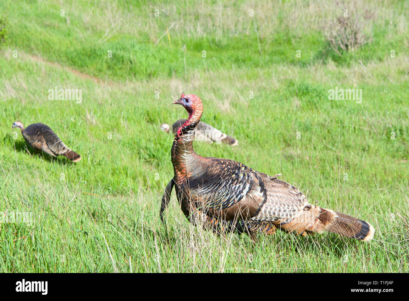 Female wild turkey with young hi-res stock photography and images - Alamy