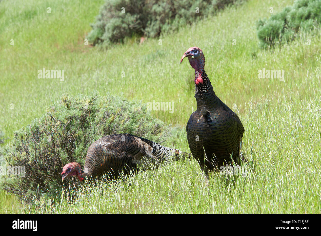 Male turkey walking through a grassy hillside field in Northern ...