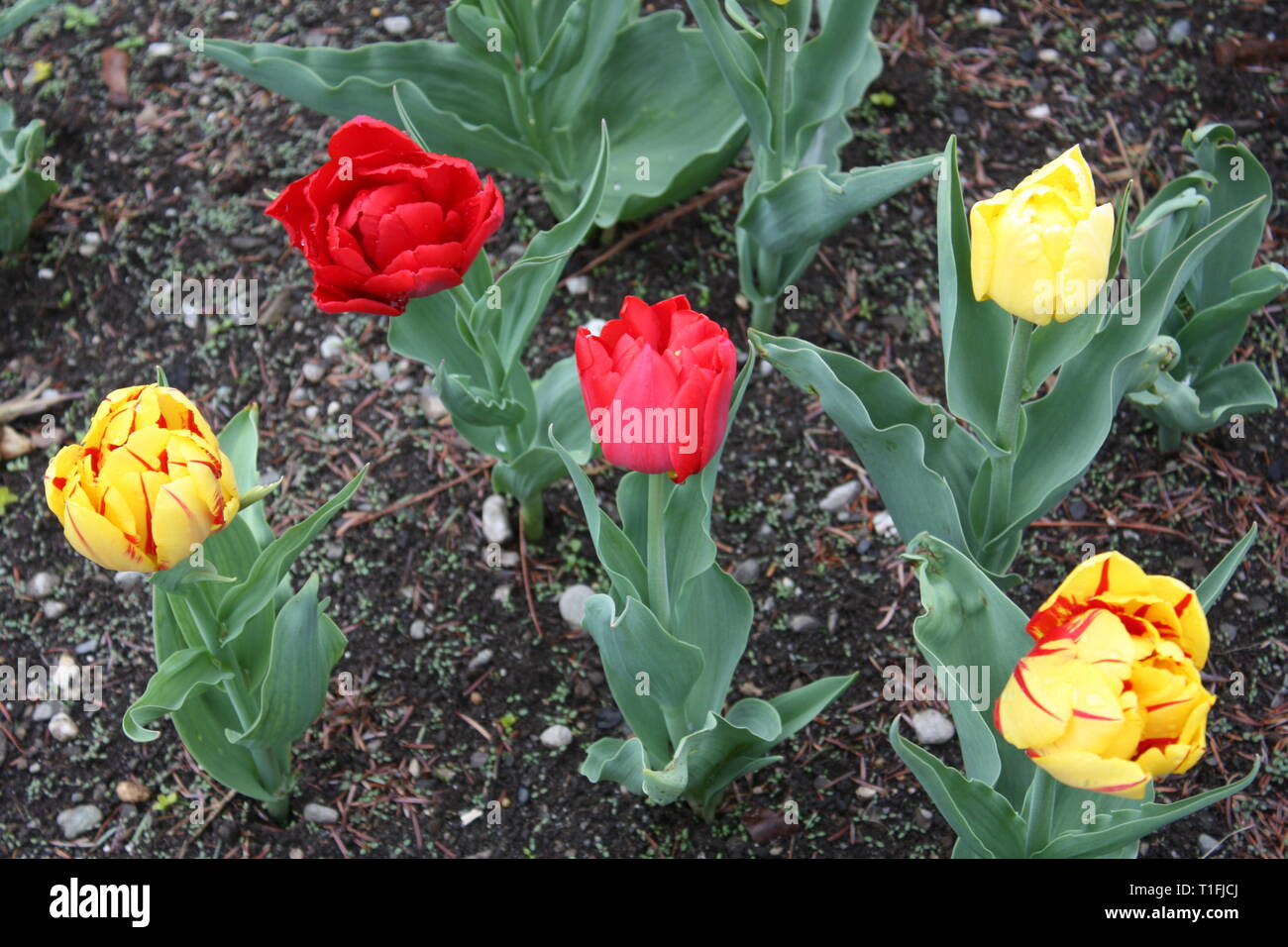 Tulips flowers in spring season Stock Photo - Alamy