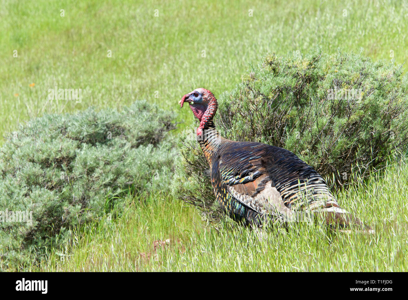 Juvenile wild turkeys hi-res stock photography and images - Alamy