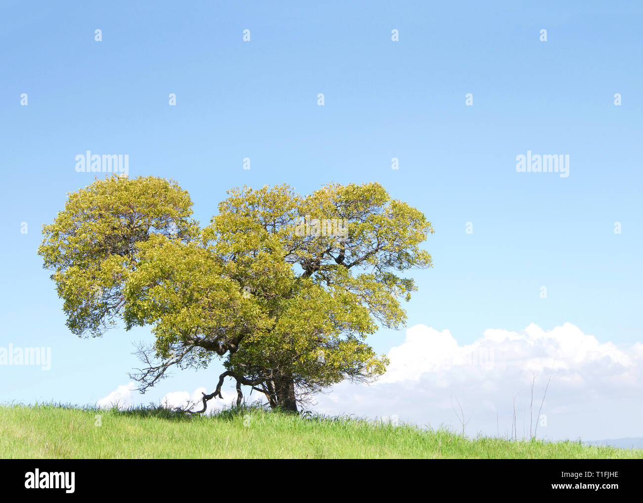 One lone tree on a grassy hillside, blue sky with white clouds behind ...