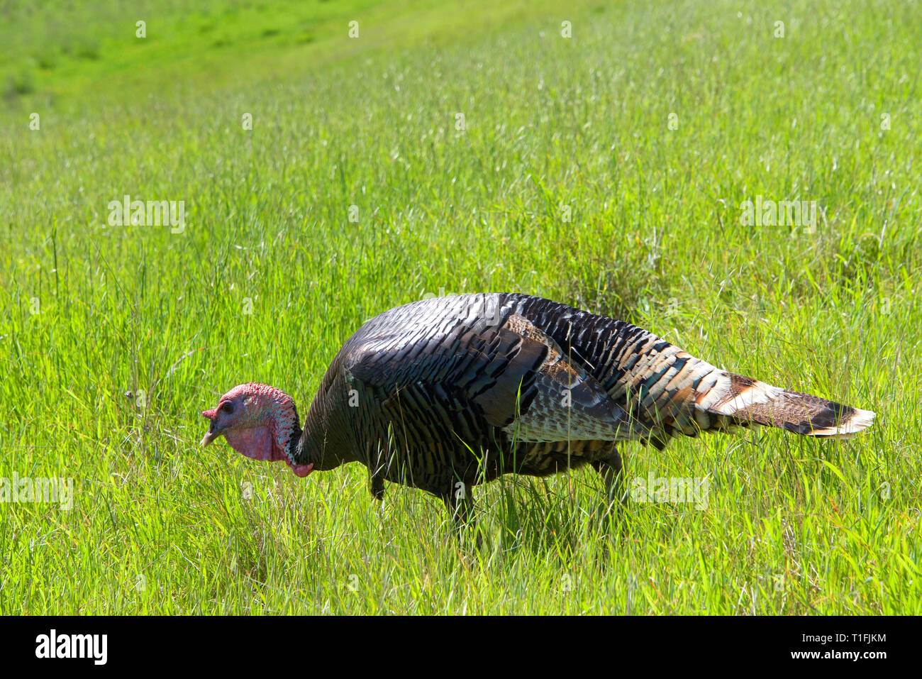 Male turkey walking through a grassy hillside field in Northern ...