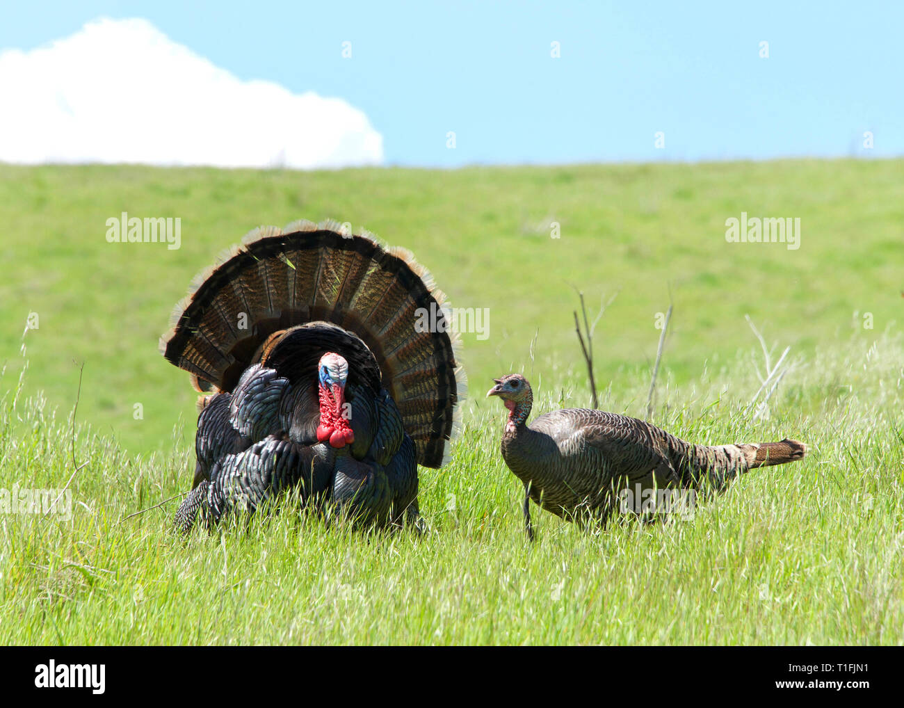Female wild turkey with young hi-res stock photography and images - Alamy