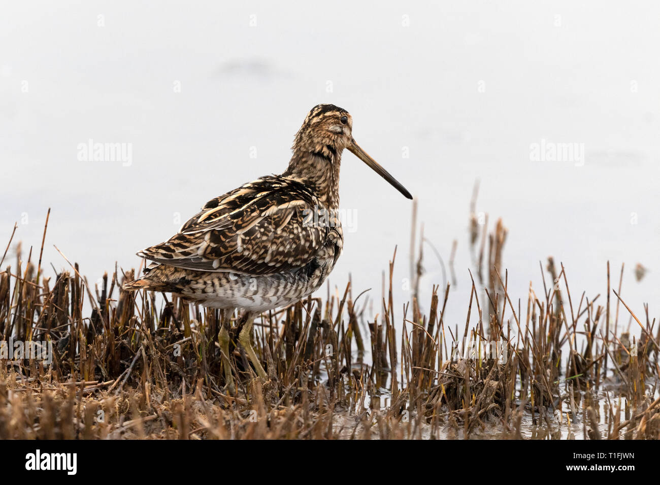 Common snipe gallinago feathers hi-res stock photography and images - Alamy