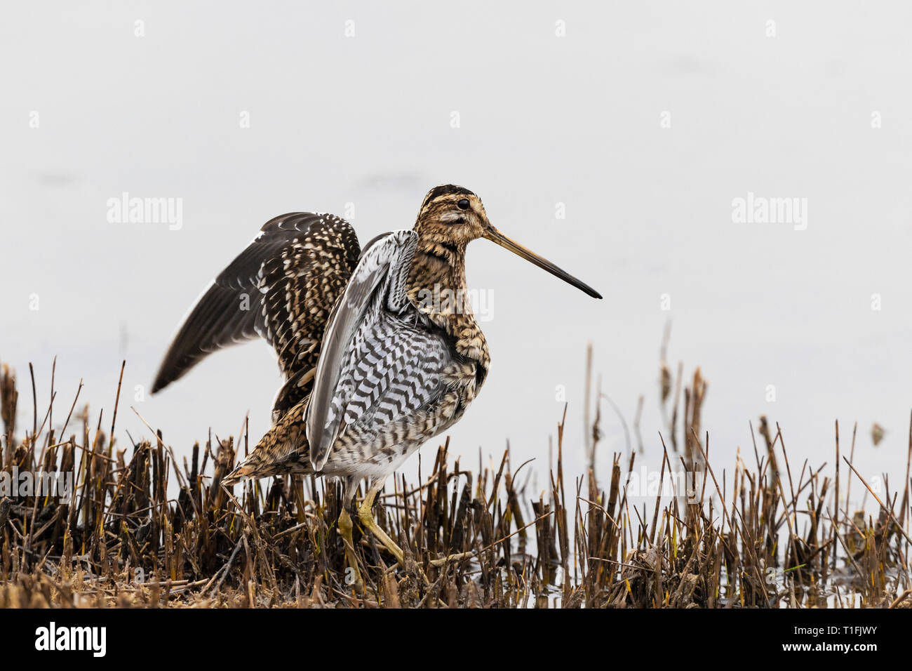 Common Snipe Gallinago gallinago Stock Photo - Alamy