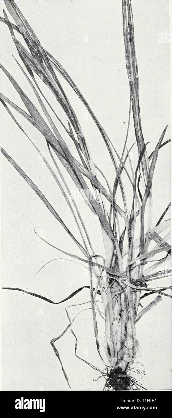 Distinguishing characteristics of some forage-grass Stock Photo - Alamy