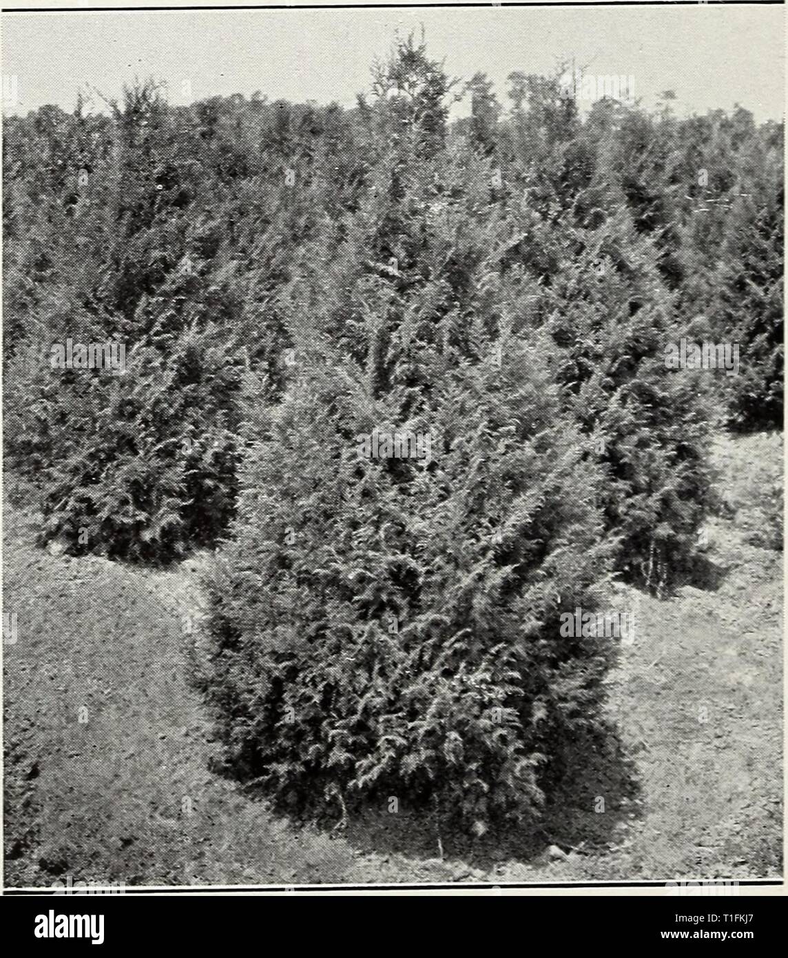 The dixie planter spring Stock Photo - Alamy