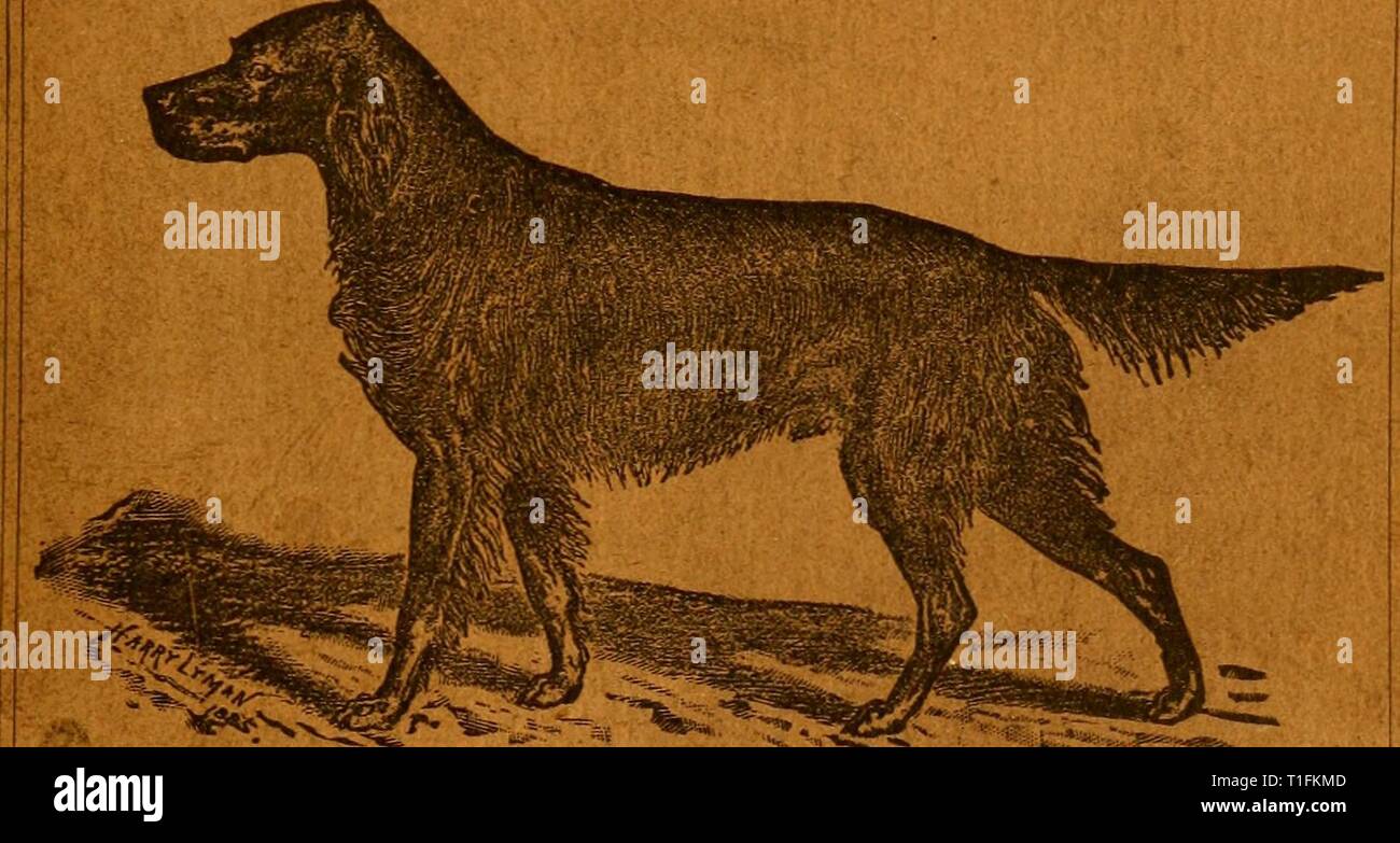 Diseases of the dog (1889 Stock Photo - Alamy