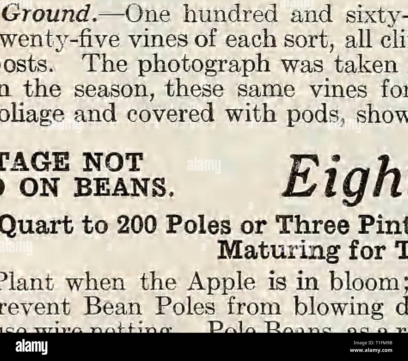 Landreth seed hi-res stock photography and images - Alamy