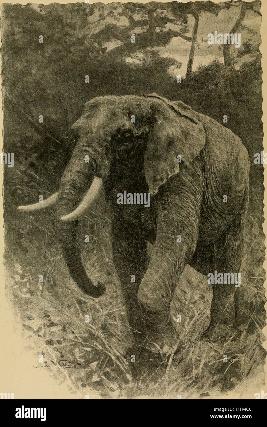 Domesticated animals, their relation to Stock Photo - Alamy