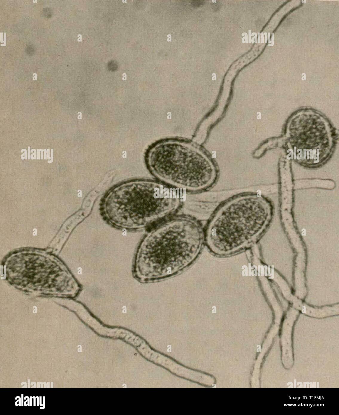 Diseases of field crops in Diseases of field crops in the Prairie ...