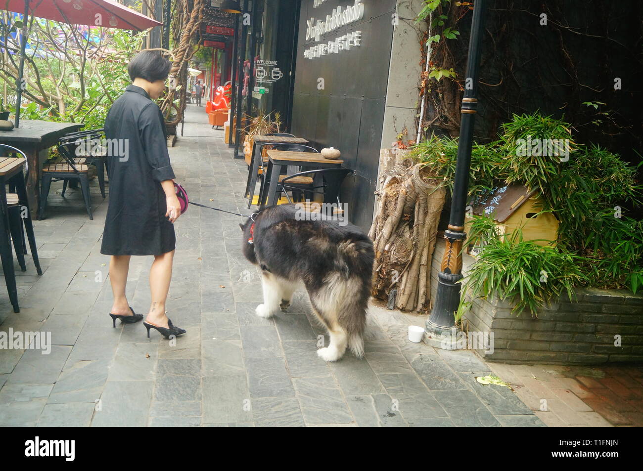Shenzhen, China: Young women take their pet dogs for outdoor recreation ...
