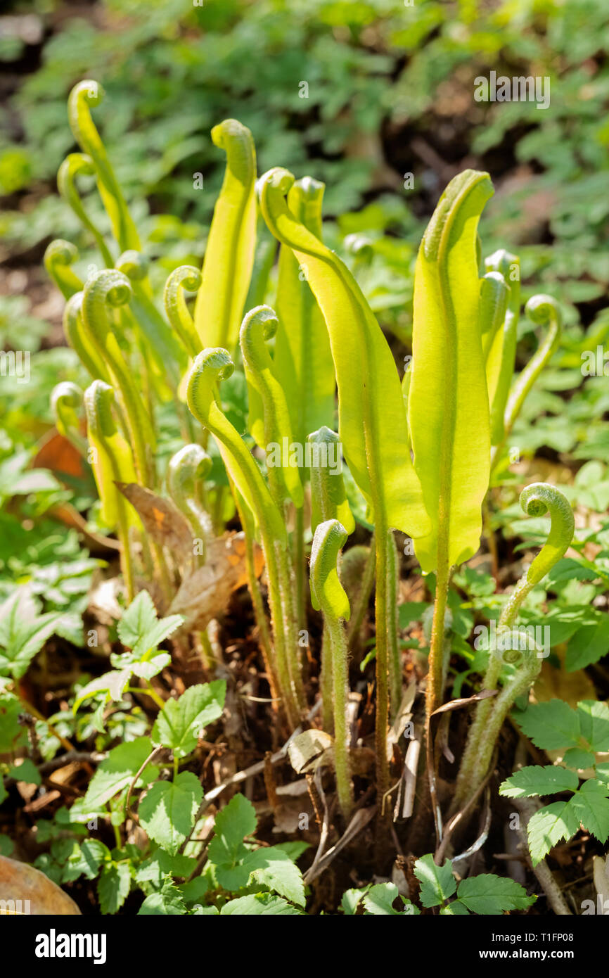 Beautiful small leaves of asplenium fern -phyllitis scolopendrium ...