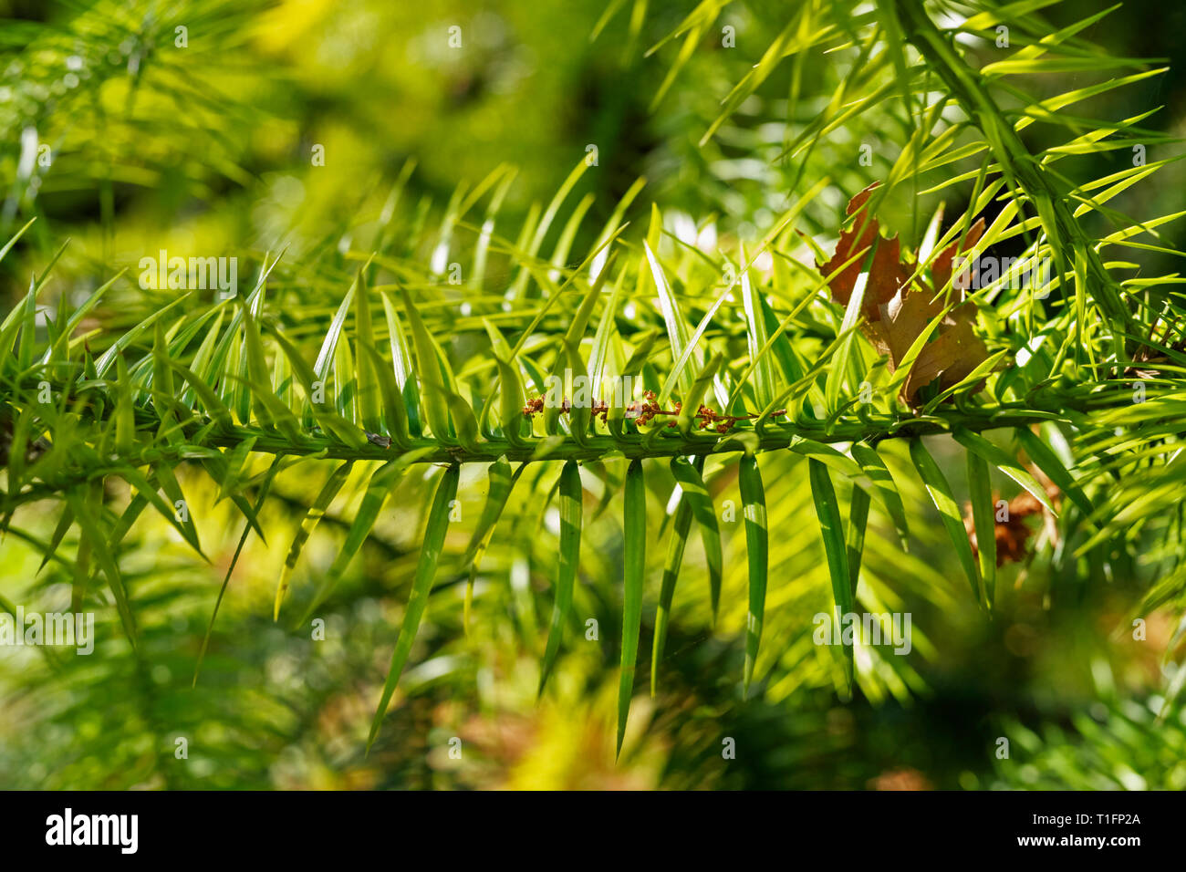 Beautiful branch of cunninghamia tree also called China fur , a ...
