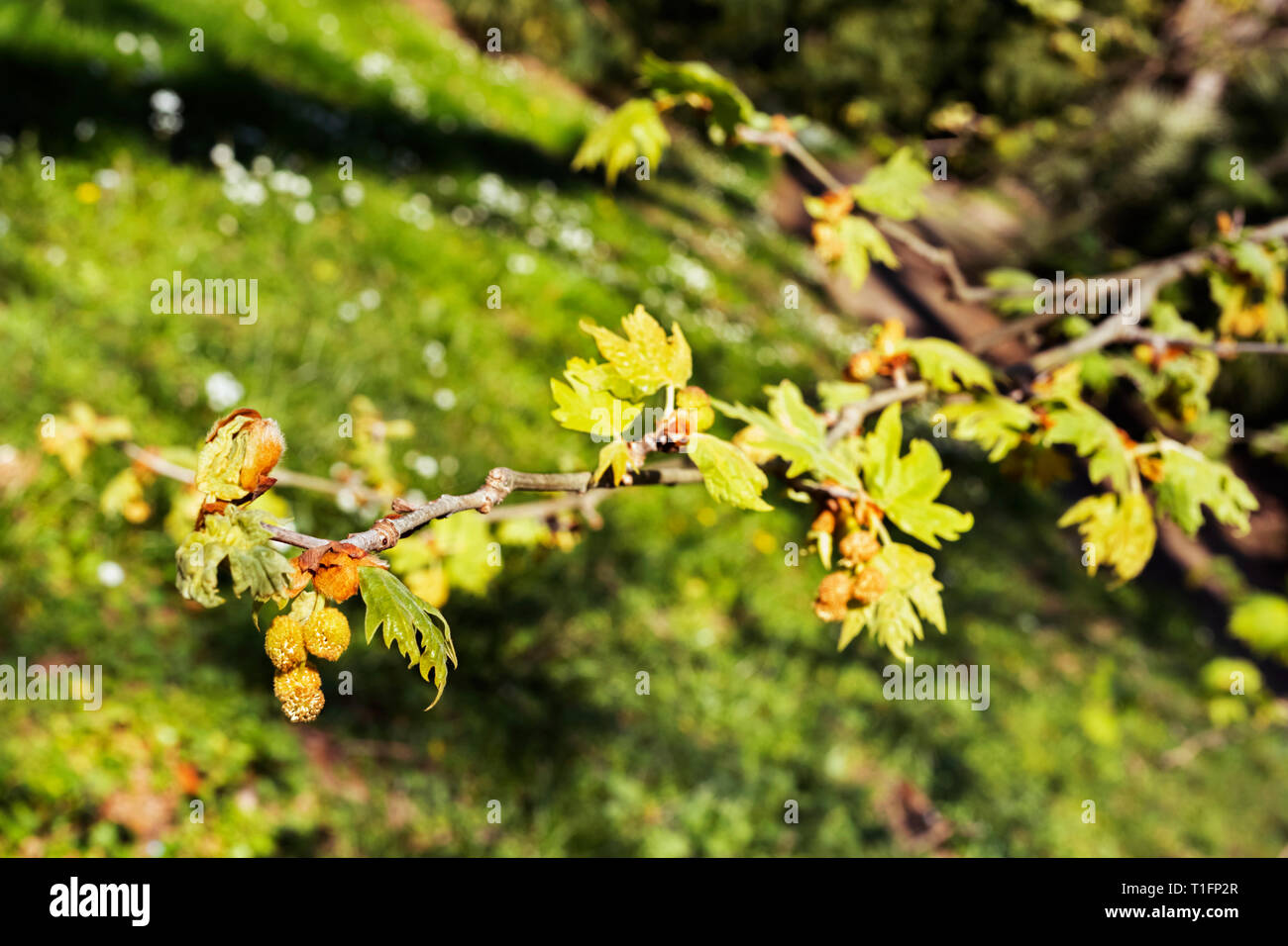 Beautiful Japanese cedra branch with cones and leaves Stock Photo - Alamy