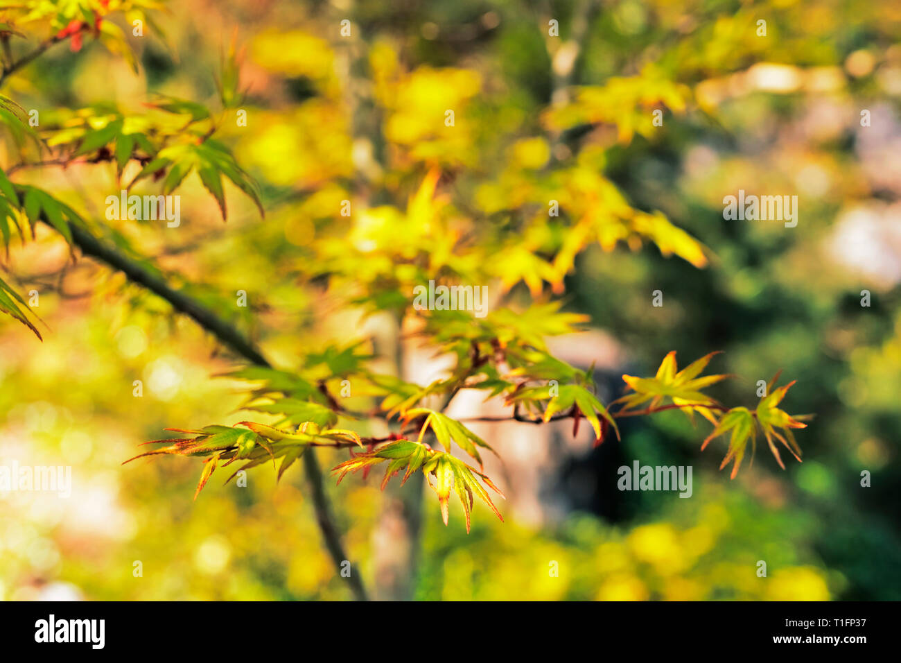 Seven pointed leaves hi-res stock photography and images - Alamy