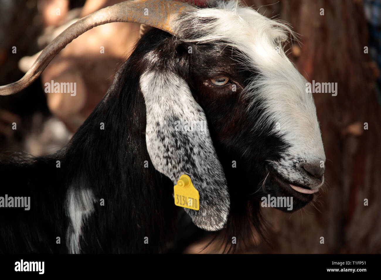 goat on the farm Stock Photo - Alamy