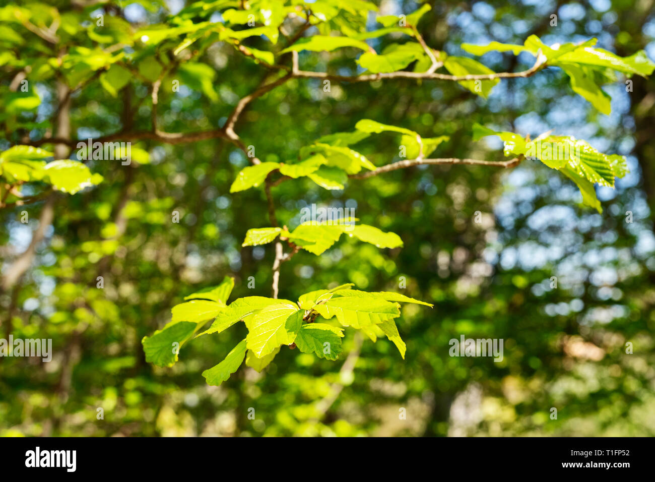 Glossy green leaves hi-res stock photography and images - Alamy
