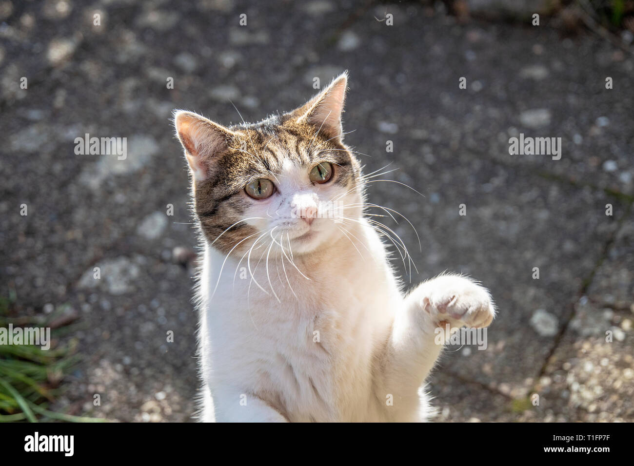 Cat stands on the hind legs and waves his paw and looks into the camera ...