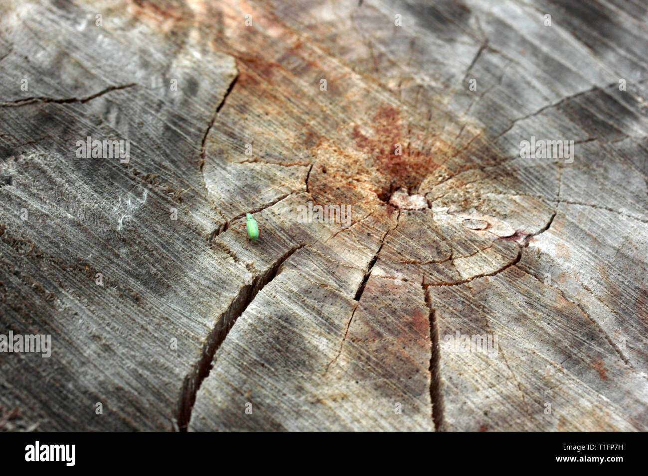 tree trunk and small insect Stock Photo - Alamy