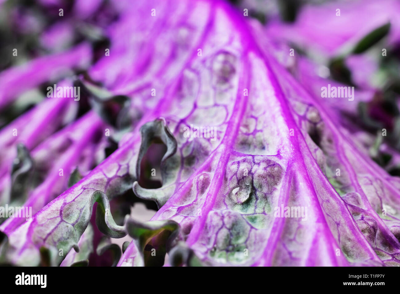 Cabbage colors hi-res stock photography and images - Alamy