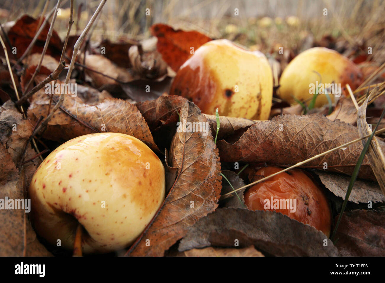 Apple falling from the tree hi-res stock photography and images - Alamy