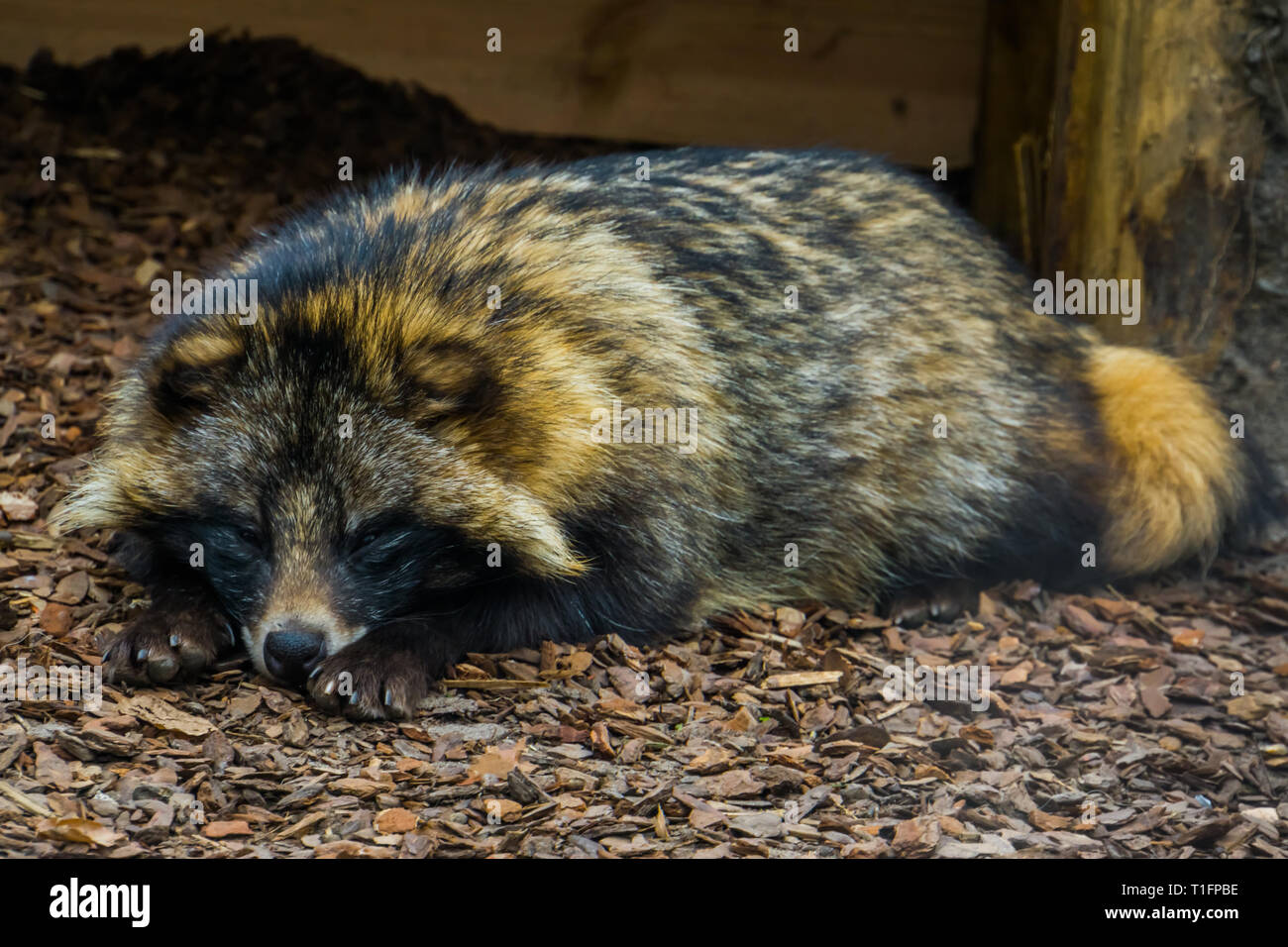 Asian raccoon dog hi-res stock photography and images - Alamy